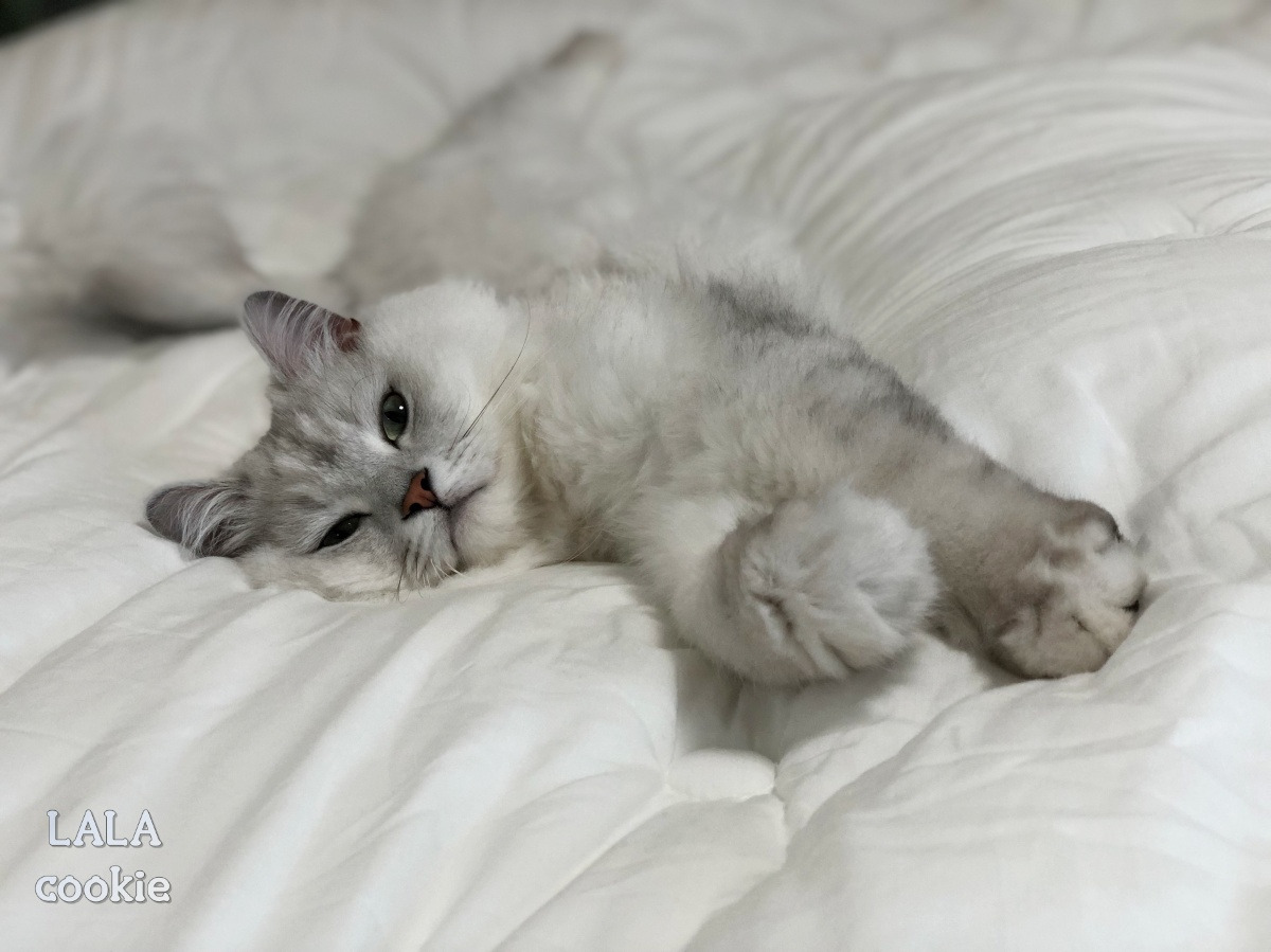 16화 이불 위에서 화보 찍는 고양이