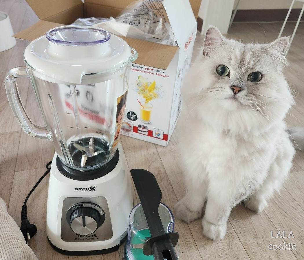 06화 네가 왜 거기서 나와? 호기심 많은 고양이