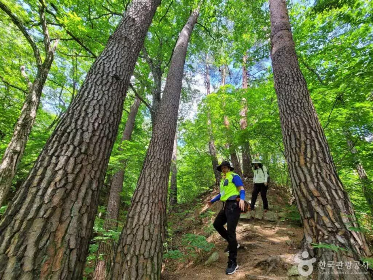천천히 걷는 5월 숲길 여행, 울진 금강소나무숲길 코스