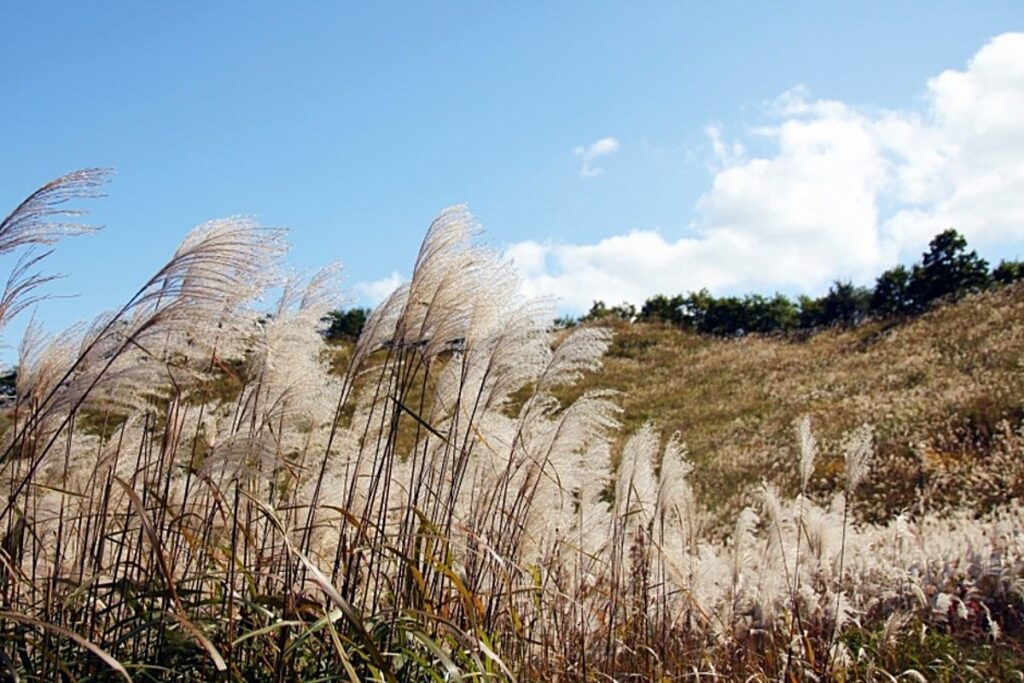 가을 바람에 출렁이는 은빛 파도, 황매산 억새