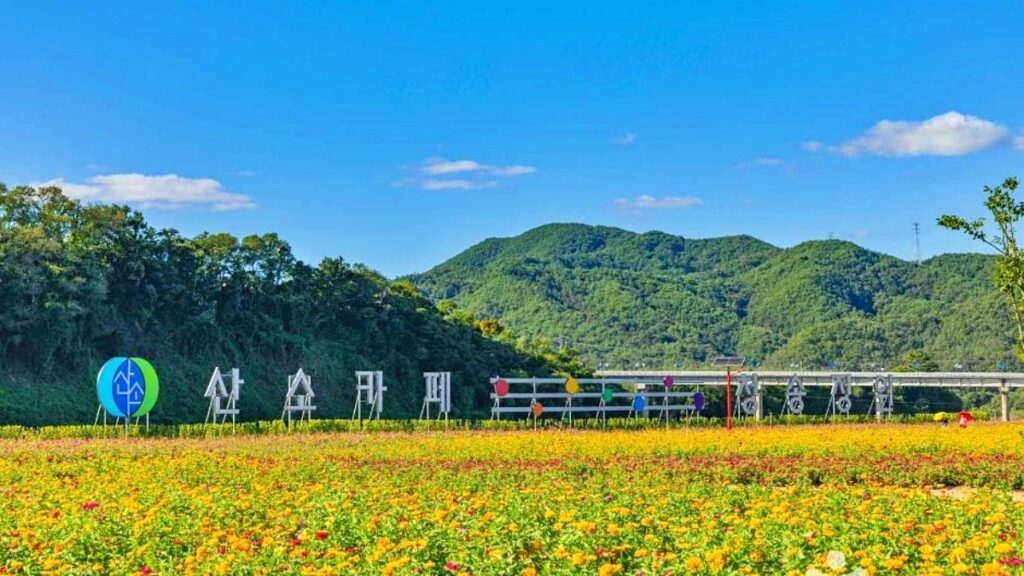 9월 부터 활짝, 국내 최대 백일홍 정원으로의 초대