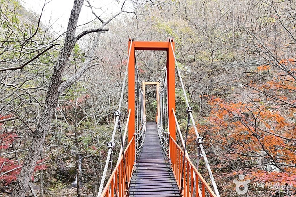 숲이 건네는 쉼표, 유치자연휴양림에서 만난 조용한 가을