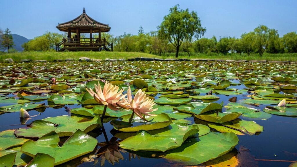 수련이 핀 도심 속 오아시스, 공짜로 힐링 가능