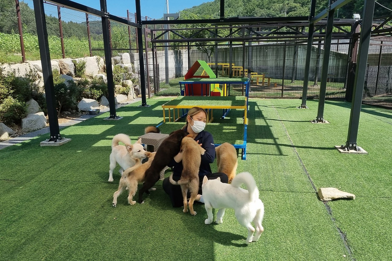 사라지기를 꿈꾸는 동물단체, 카라