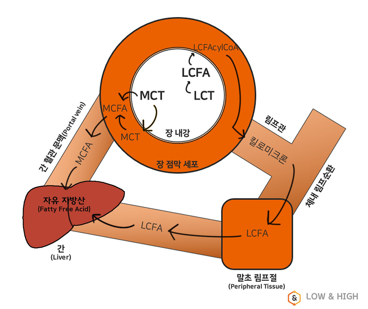 세상에서 가장 건강한 기름 MCT오일
