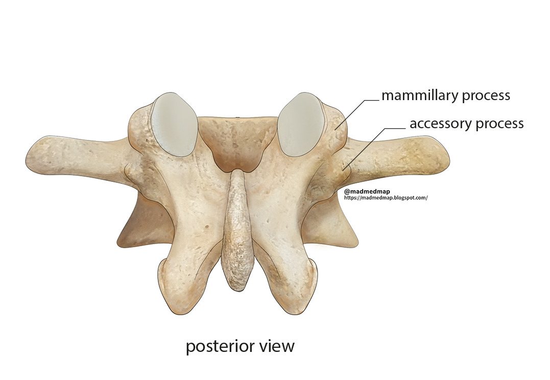 05화 Lumbar와 Rumba는 무엇이 다른 걸까요