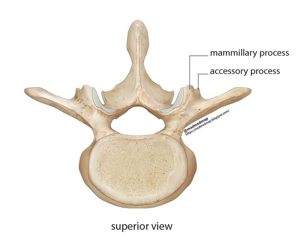 05화 Lumbar와 Rumba는 무엇이 다른 걸까요