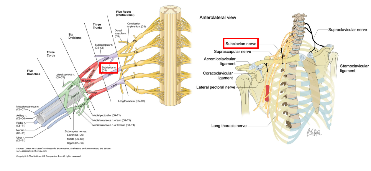 상완신경총(The Brachial Plexus)