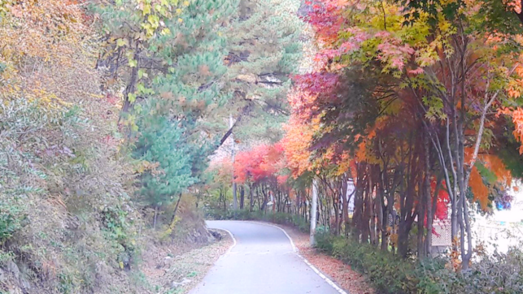 만산홍엽을 제대로 즐길 단풍 드라이브 코스는?