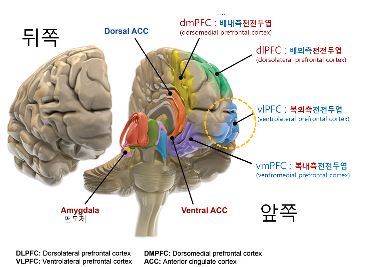 감정을 대하는 뇌의 비밀