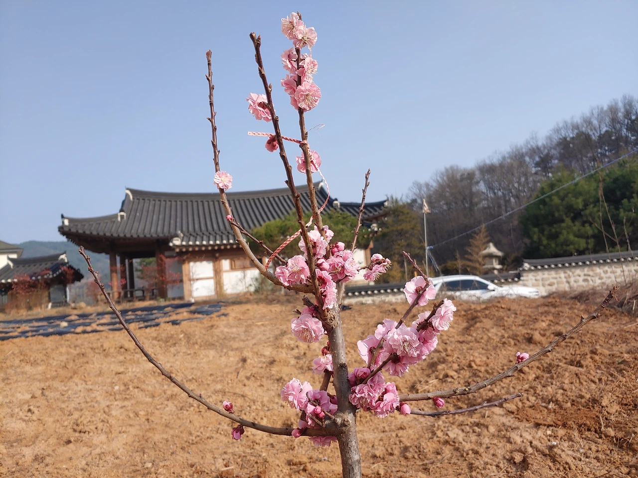 내가 나무를 심는 이유-식목일