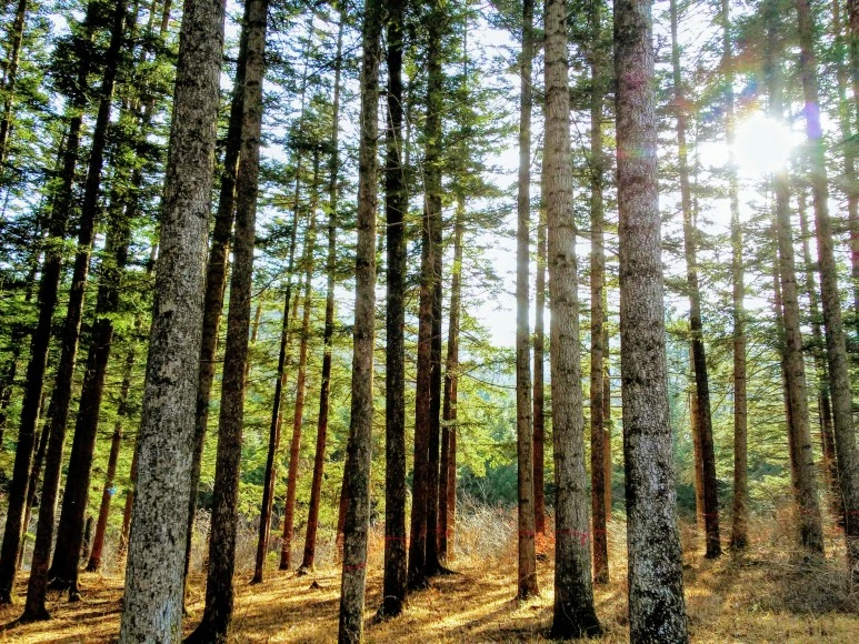 02화 알렐로파시