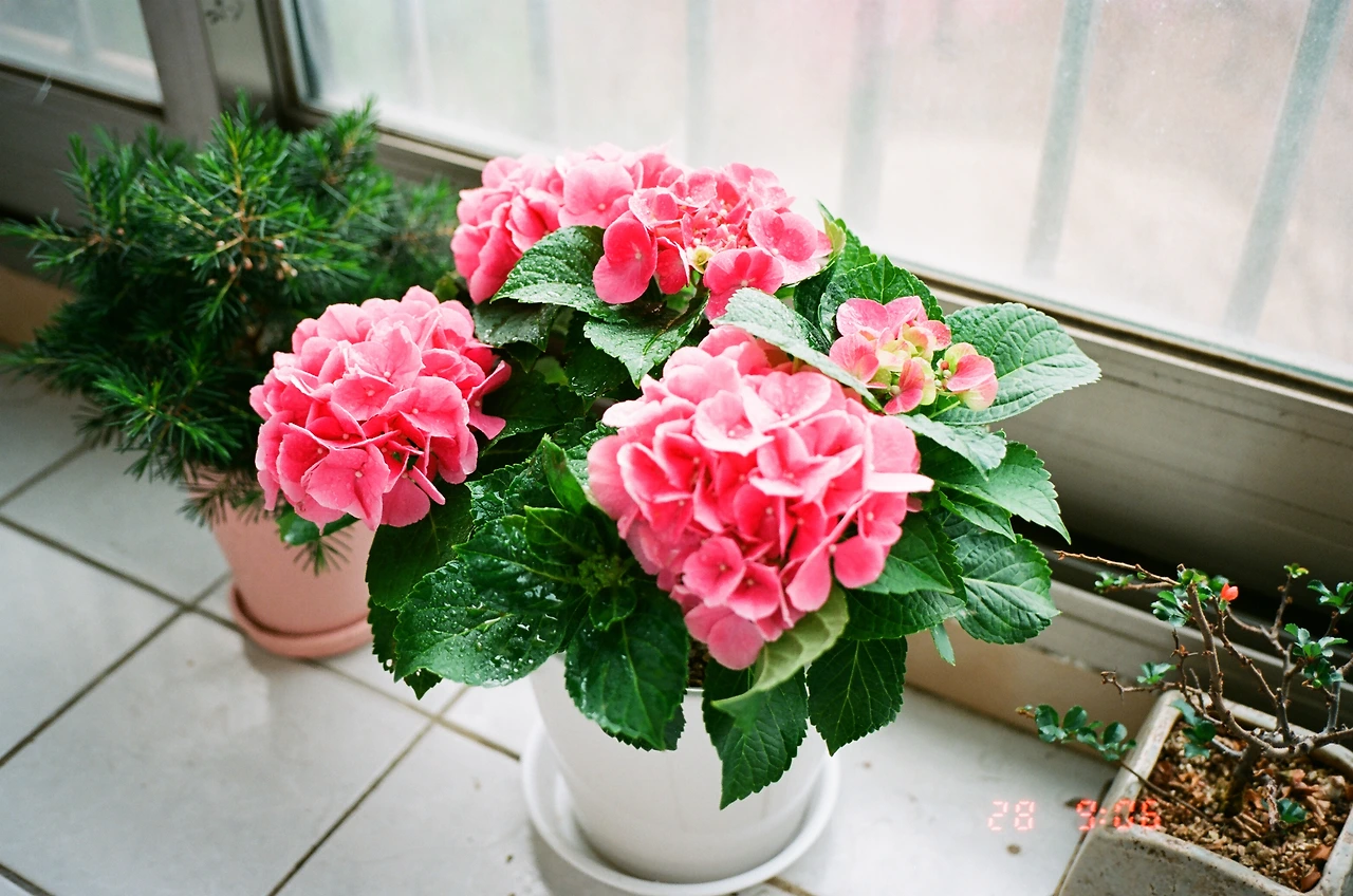 [나의 동거식물]내가 바라본 식물들