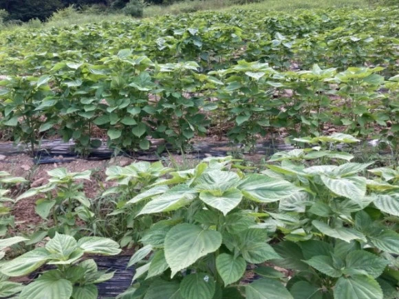 나와 당신의 리틀 포레스트