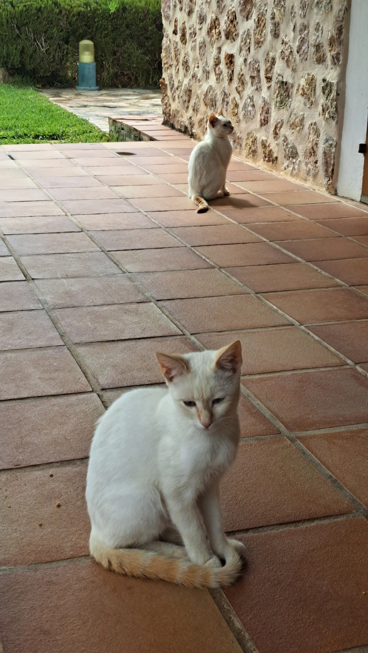 10화 5일간의 마요르카 캣맘