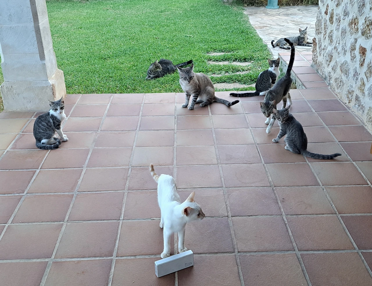 10화 5일간의 마요르카 캣맘