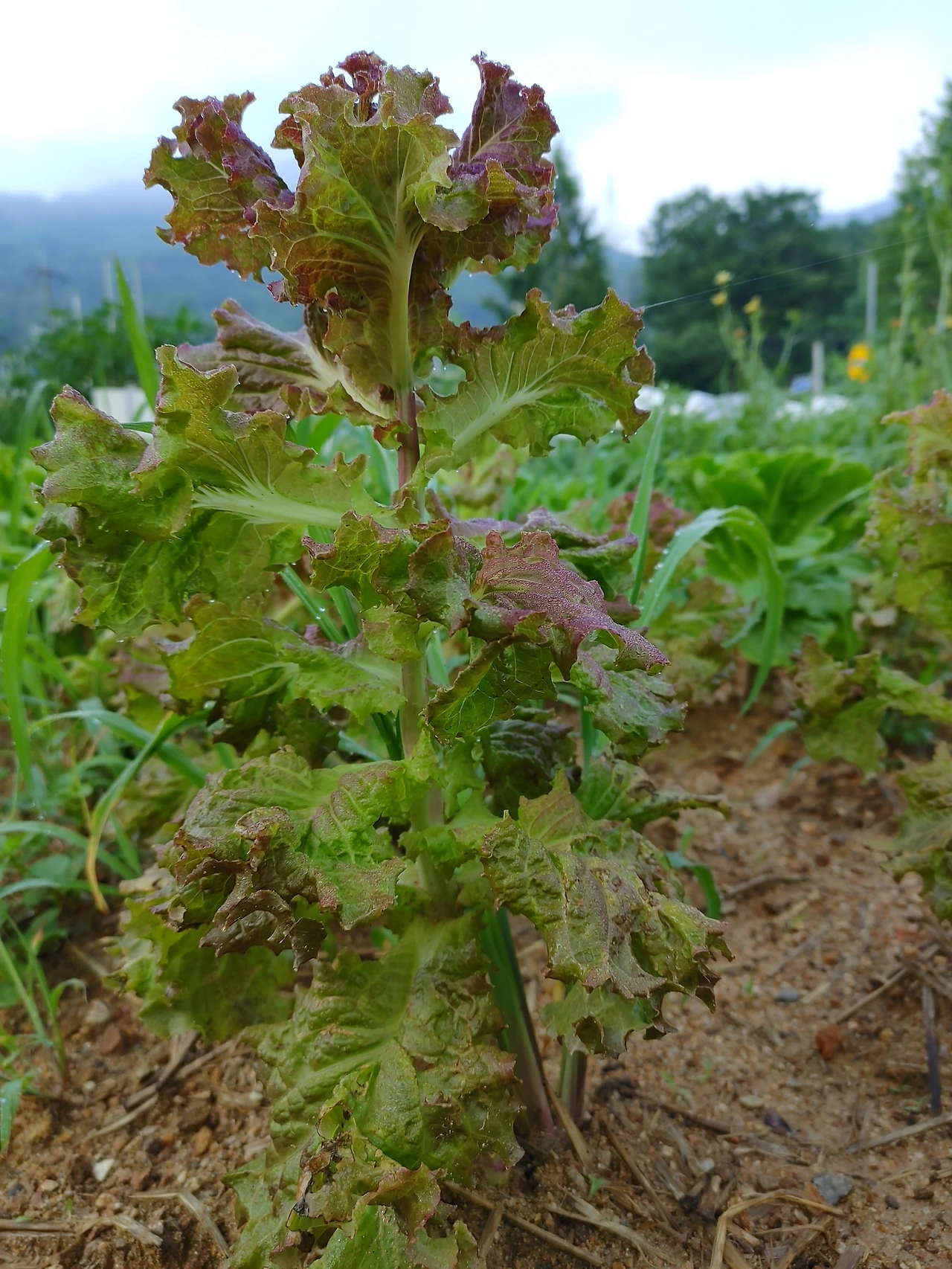 09화 야생으로 돌아가다