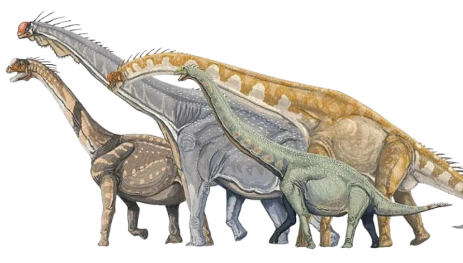 [수의사가 보는 동물 캐릭터] 포켓몬스터 치코리타