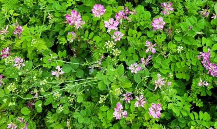 자운영 나물의 추억 / 자운영 전설과 꽃말