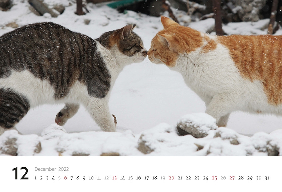 고양이 탁상달력 구성