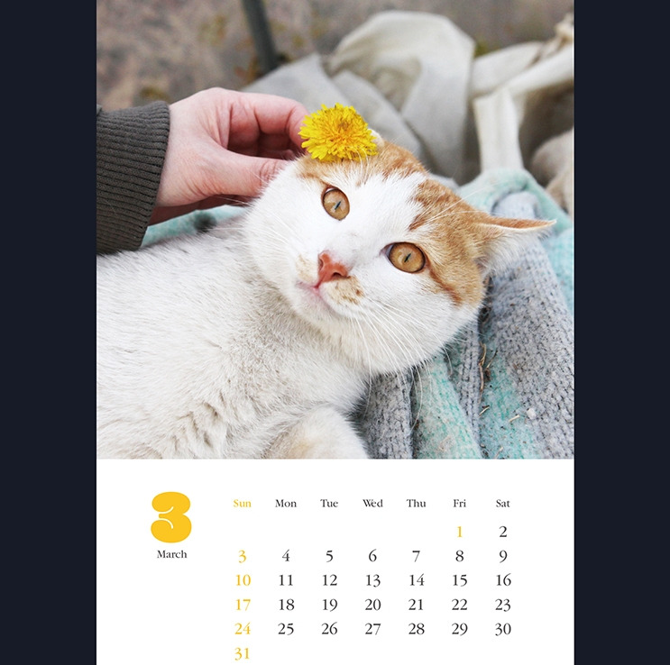 고양이 달력세트