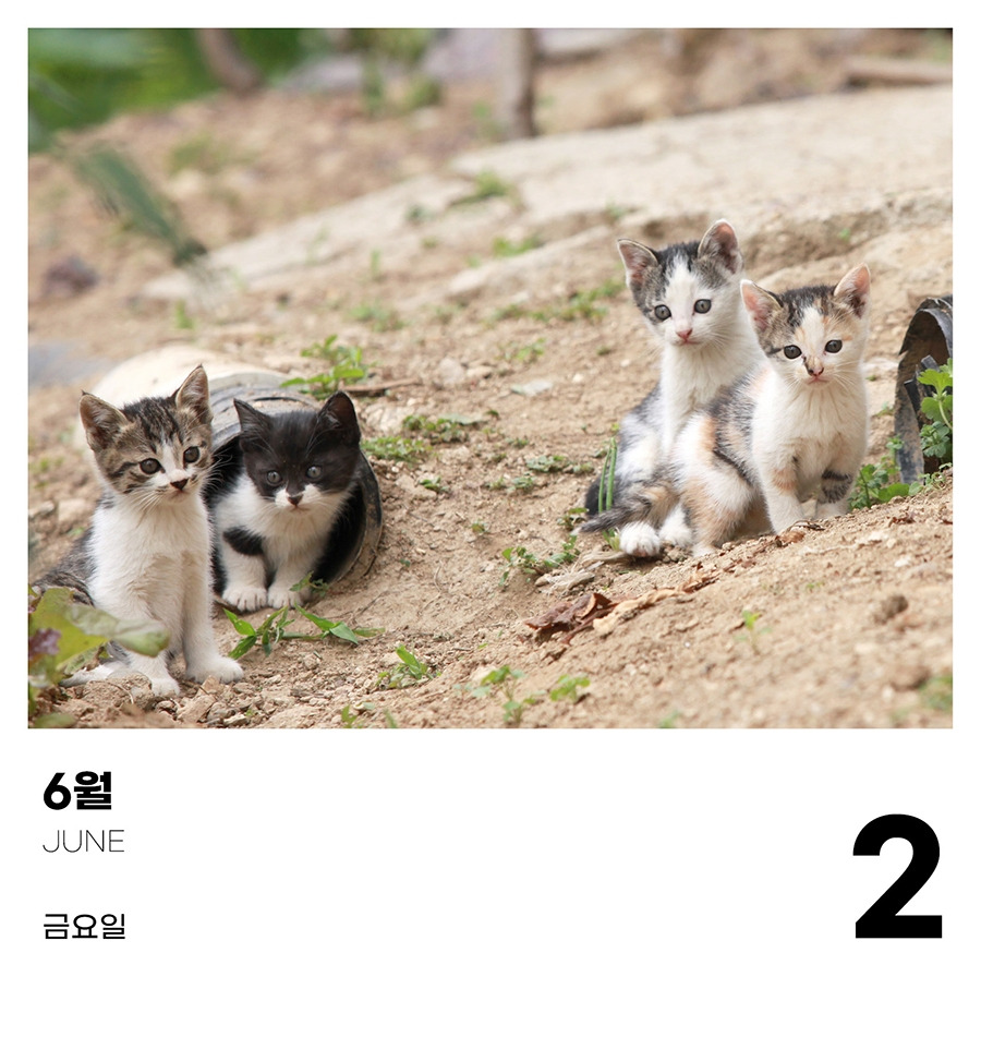 고양이 일력 제작 관련