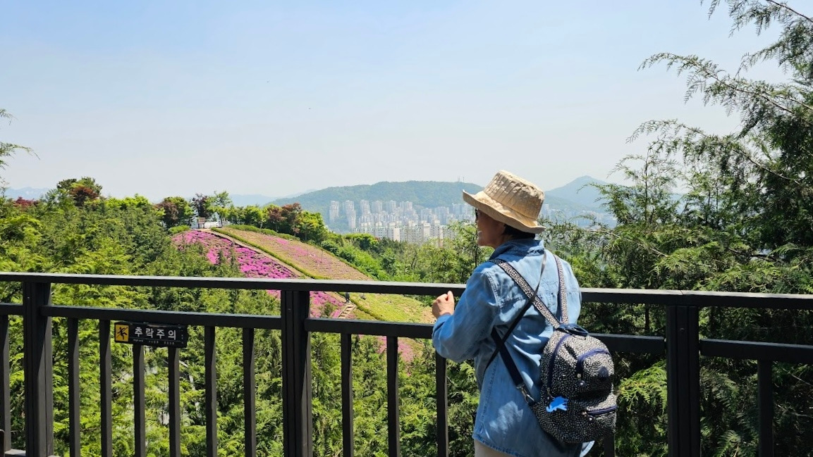 봉산 편백나무숲