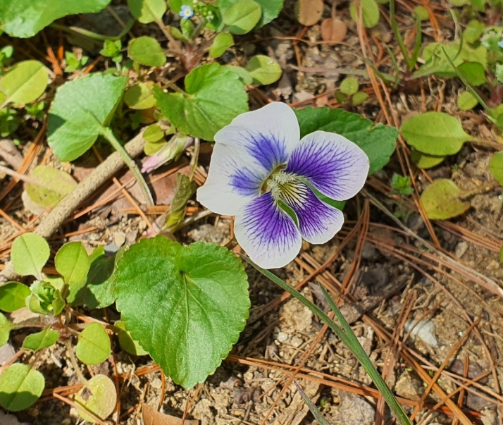 시를 쓰다 종지나물