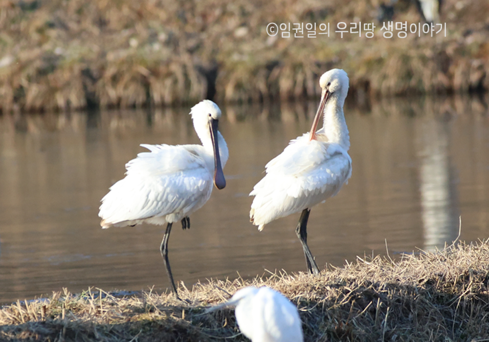 창녕 우포늪 따오기