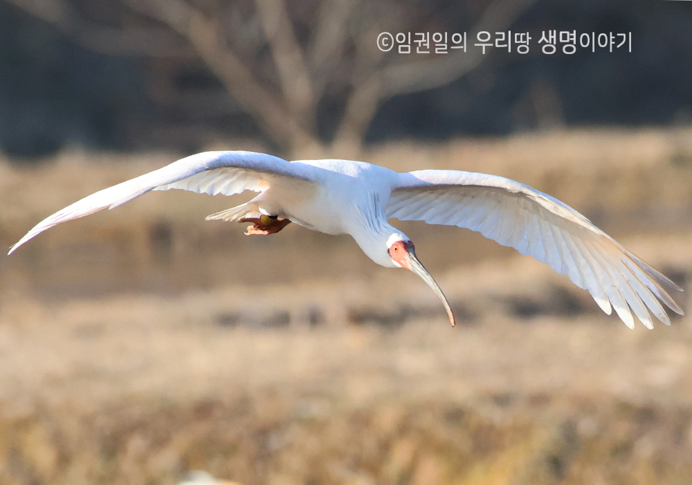 창녕 우포늪 따오기