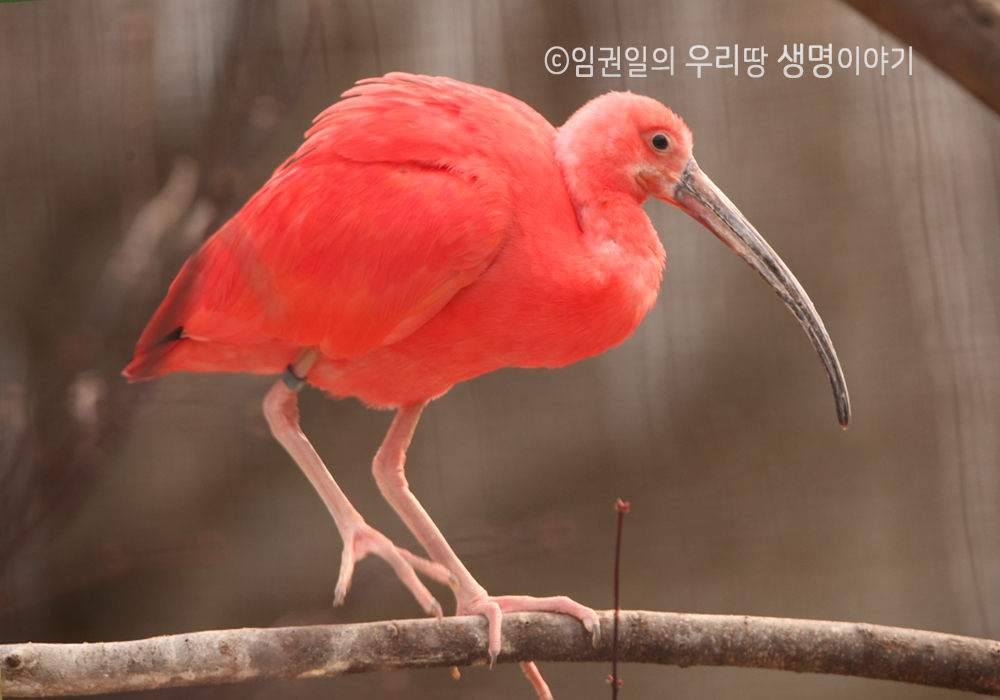 창녕 우포늪 따오기