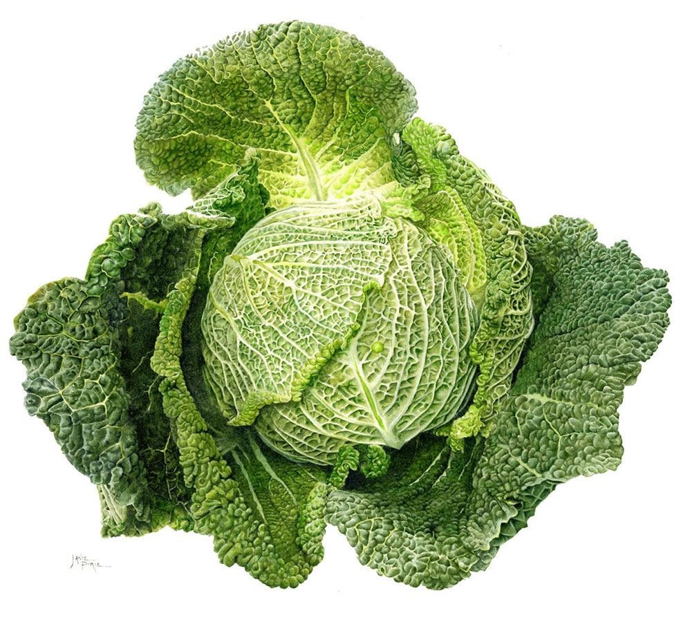 작가되기25 스킬업1 색연필로 상추 그리기