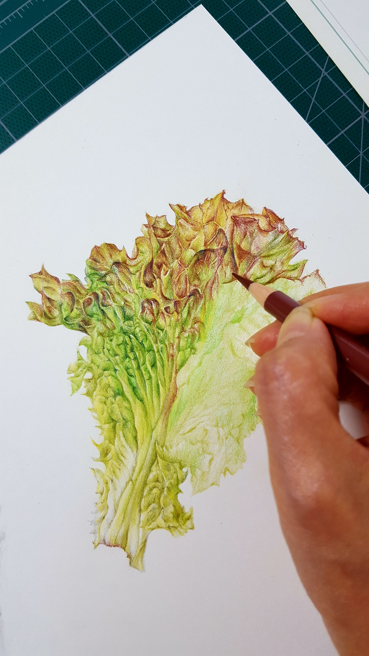 작가되기25 스킬업1 색연필로 상추 그리기