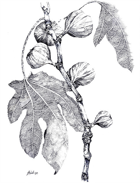 작가되기27 Pen And Ink 펜으로 식물 그리기