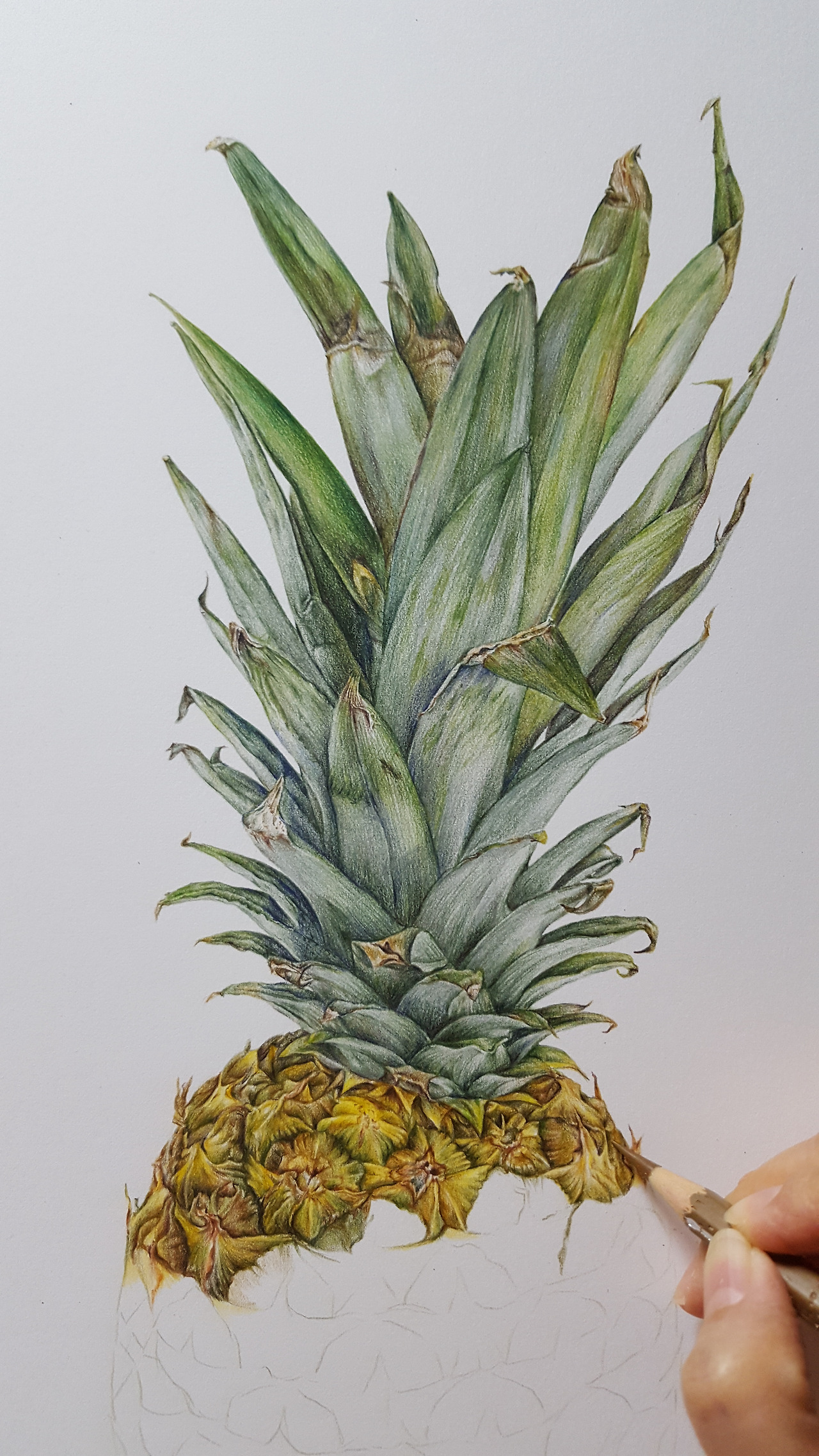 작가되기26 스킬업2 색연필로 파인애플 그리기