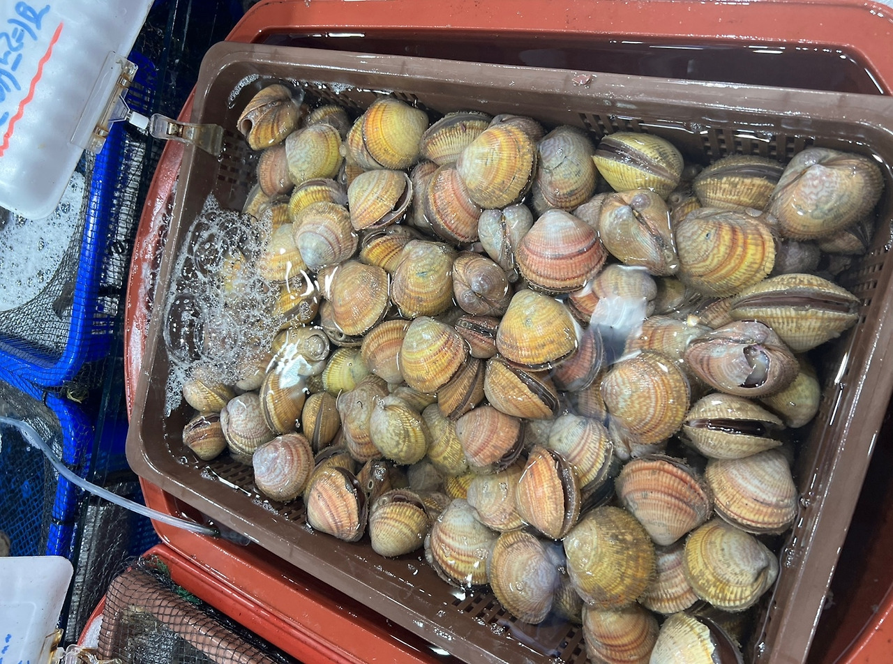 제철 새조개