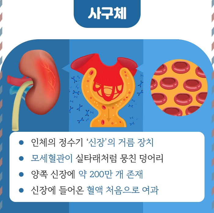만성 신부전증으로 악화 막아야