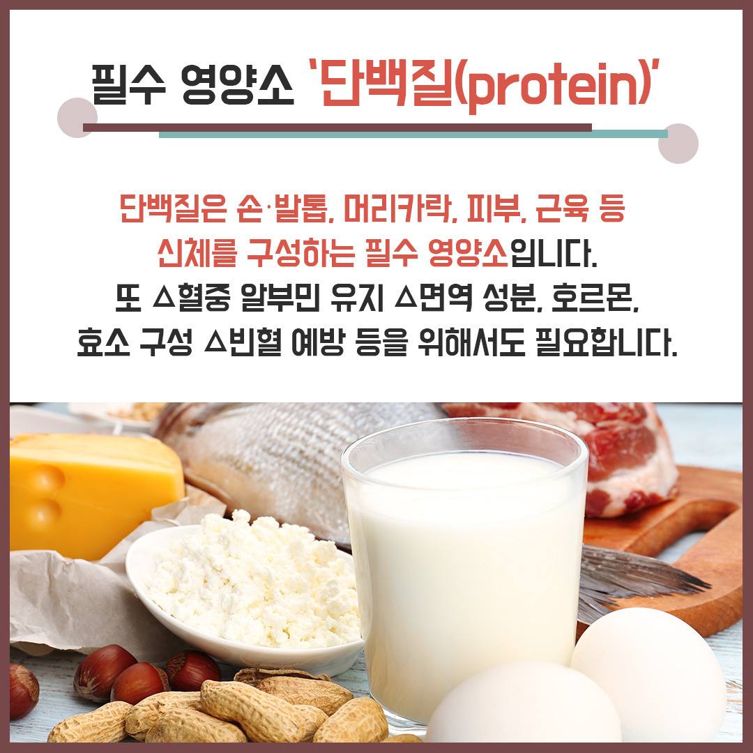 3대 영양소 중 하나 단백질