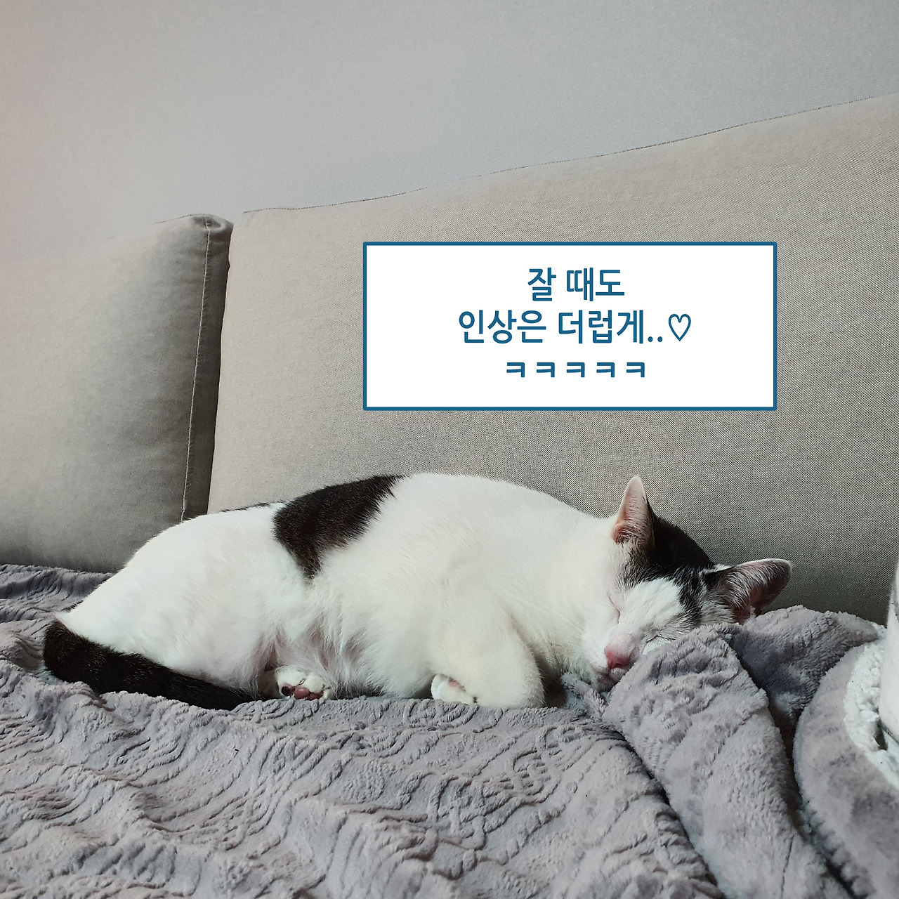 인상 쓰는 고양이
