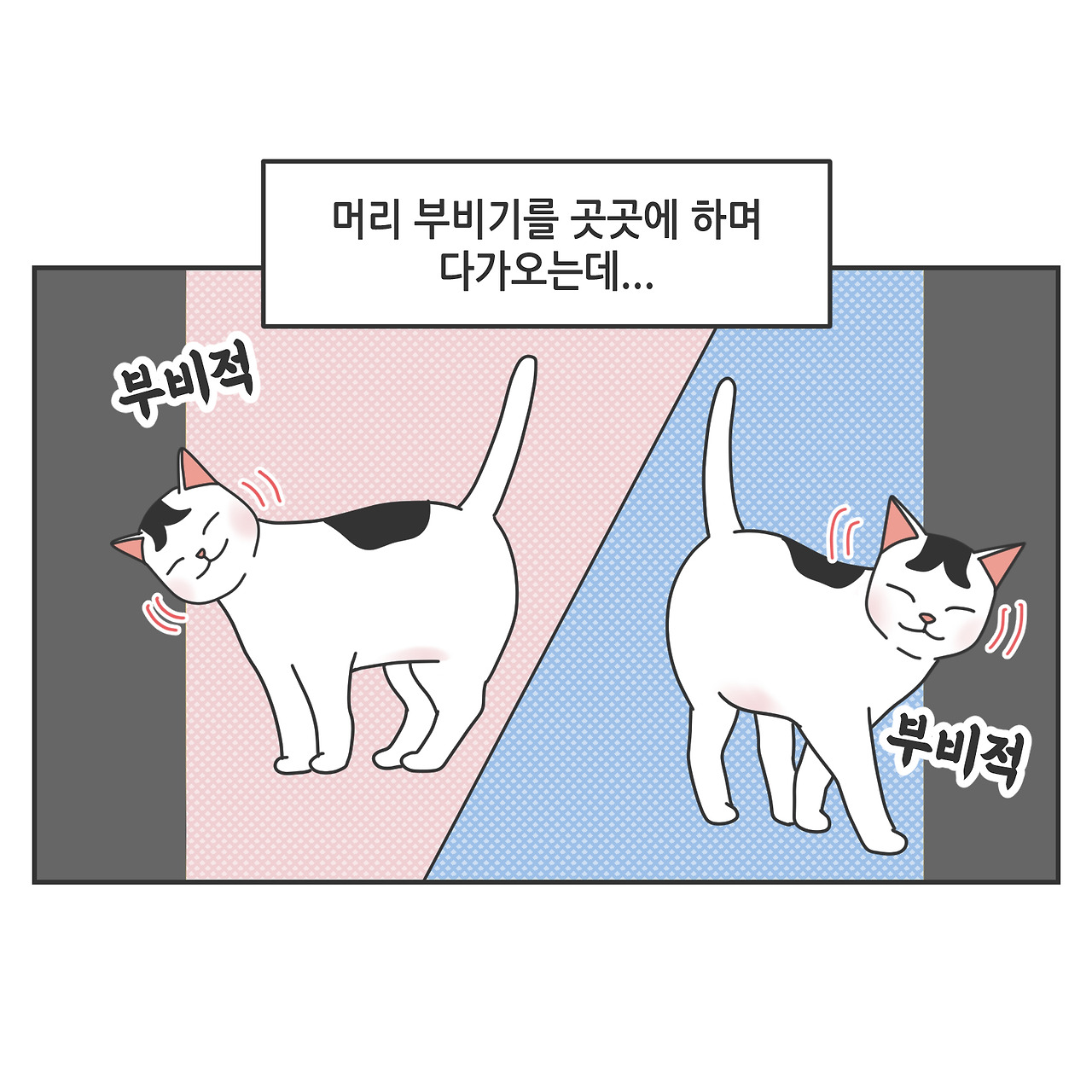 고양이의 과격한 애정표현