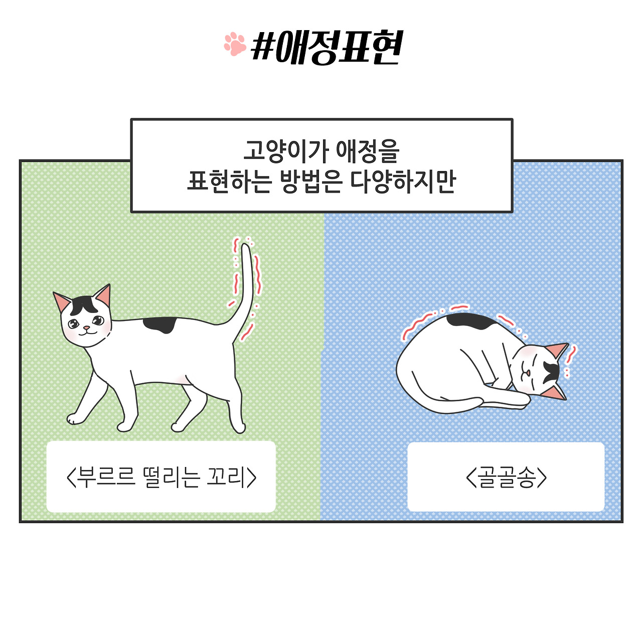 고양이의 과격한 애정표현