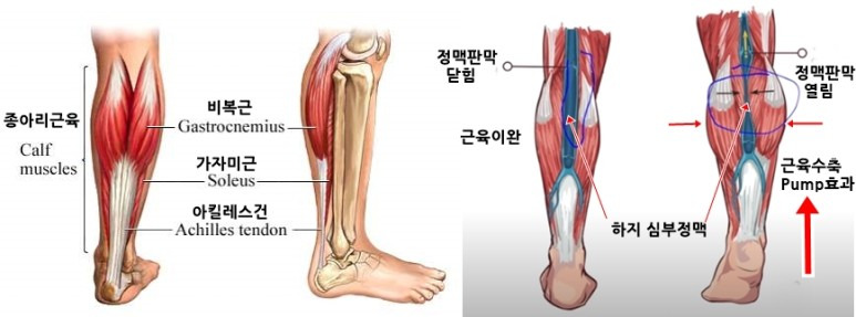제2의 심장 종아리 근육 강화 운동