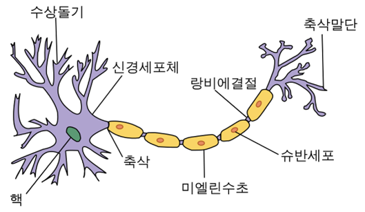 머리 뉴런 시냅스