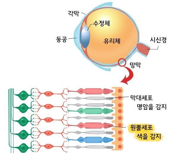 빛의 소나타 색을 보지 않고 읽는다