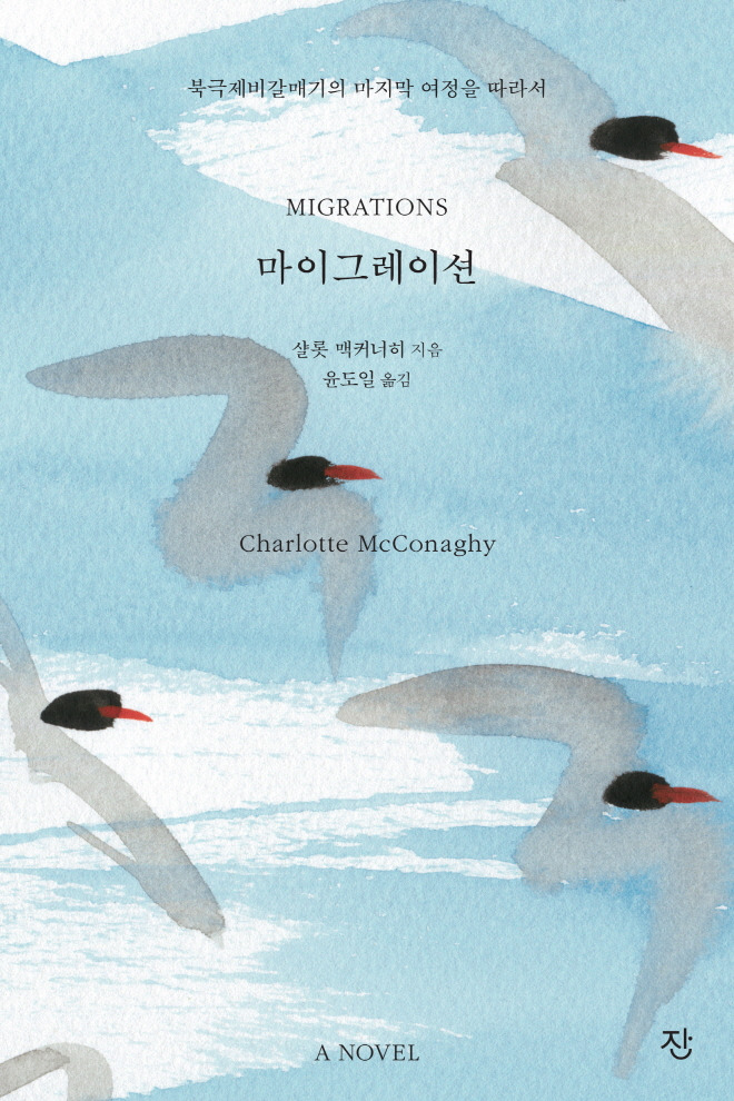 북극제비갈매기의 마지막 여정을 따라서