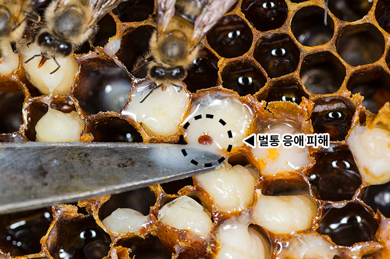 꿀벌 78억 마리 실종 그 범인은 바로