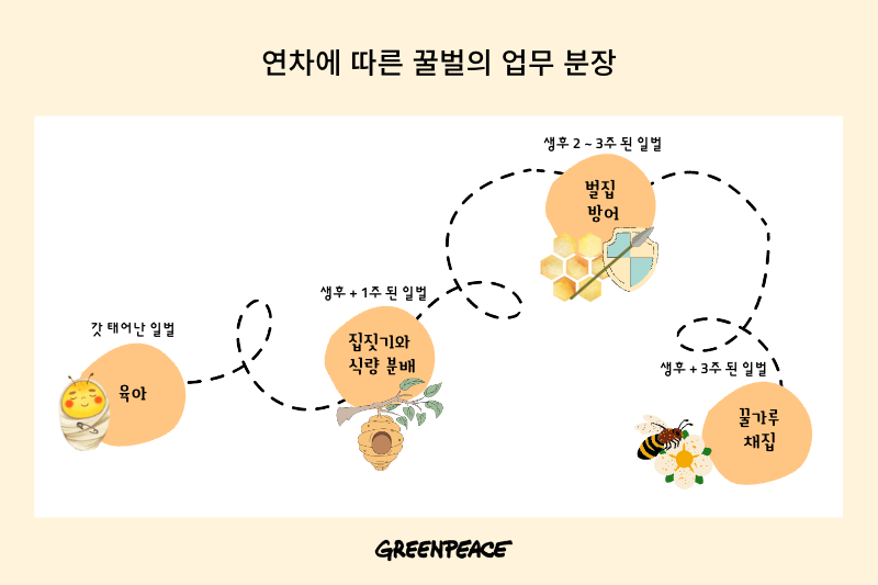 작고 소중한 꿀벌의 위대한 비밀 10가지