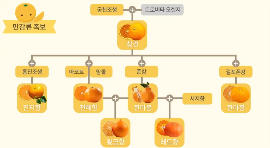 귤 꽃 제주 감귤 뽀개기ft 귤밭 땅값