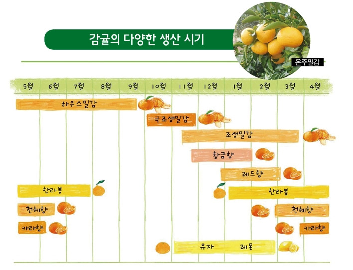 귤 꽃 제주 감귤 뽀개기ft 귤밭 땅값