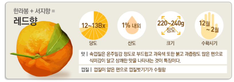 귤 꽃 제주 감귤 뽀개기ft 귤밭 땅값